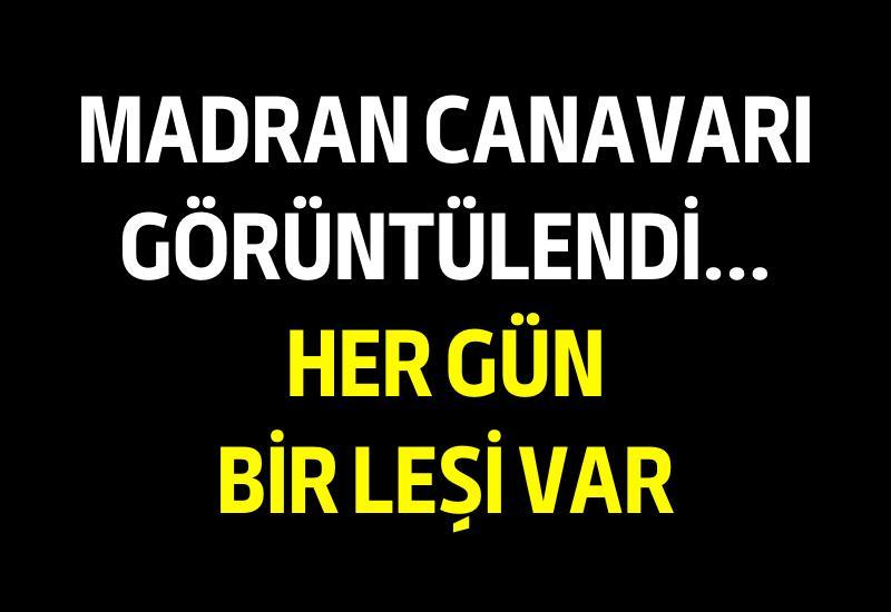 Madran Canavarı görüntülendi... Her gün bir leşi var - Aydın Denge Haber